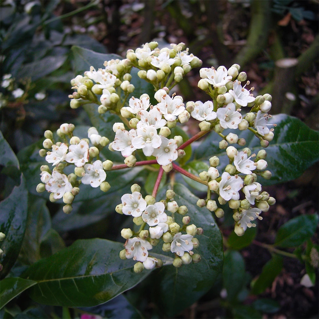 Viburnum Tinus 'Gwenllian' (3L) Viburnum, Laurustinus - The Boma Garden ...