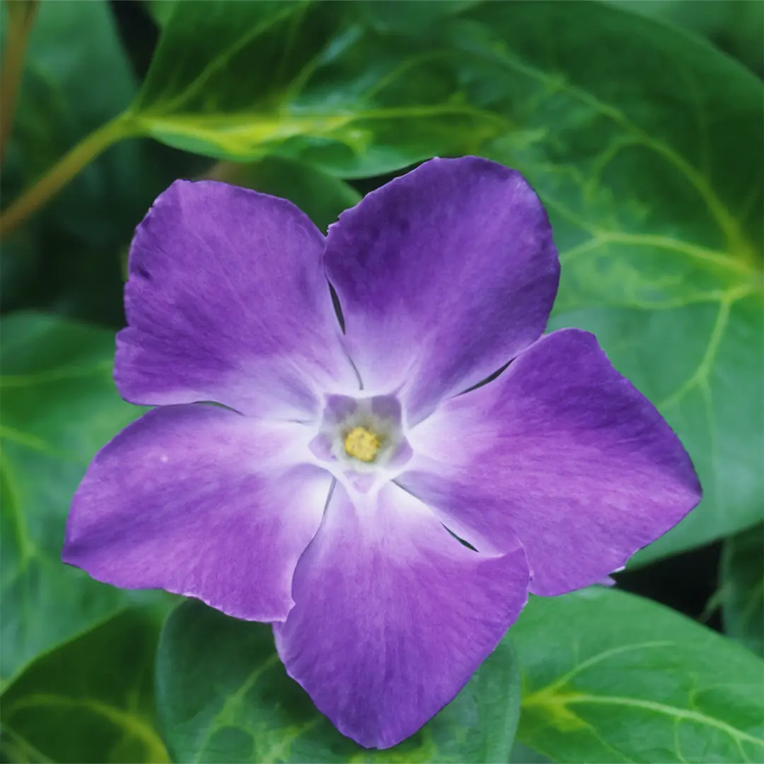 Vinca Major Maculata (3L) Variegated Greater Periwinkle - The Boma ...