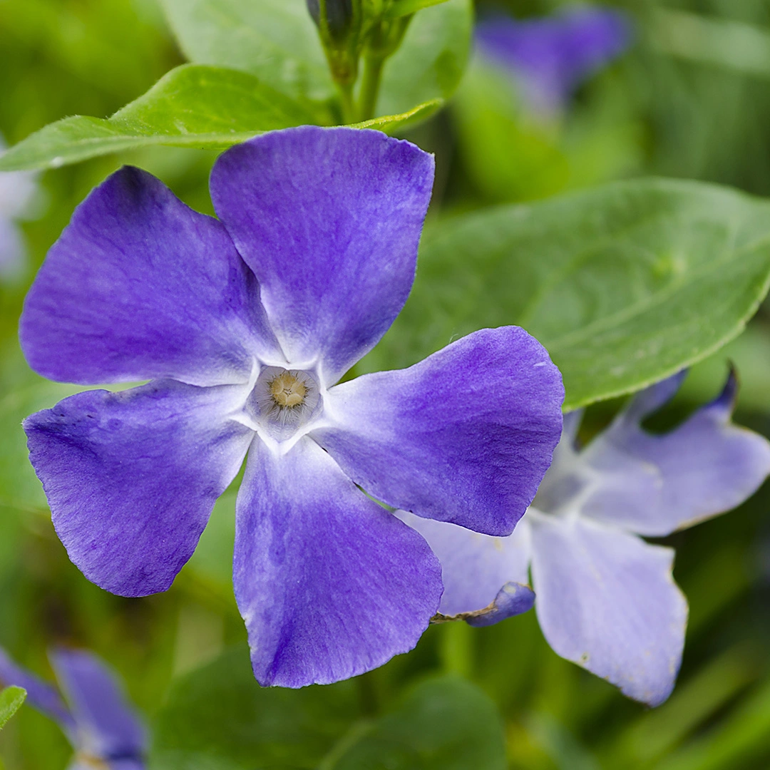 Vinca minor (13cm) - Lesser Periwinkle - The Boma Garden Centre