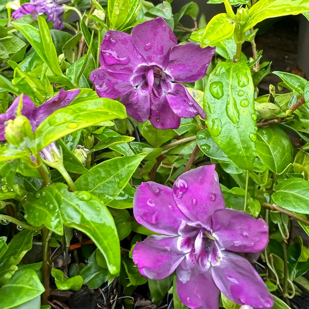 Vinca 'Multiplex' (3L) - Double Periwinkle - The Boma Garden Centre