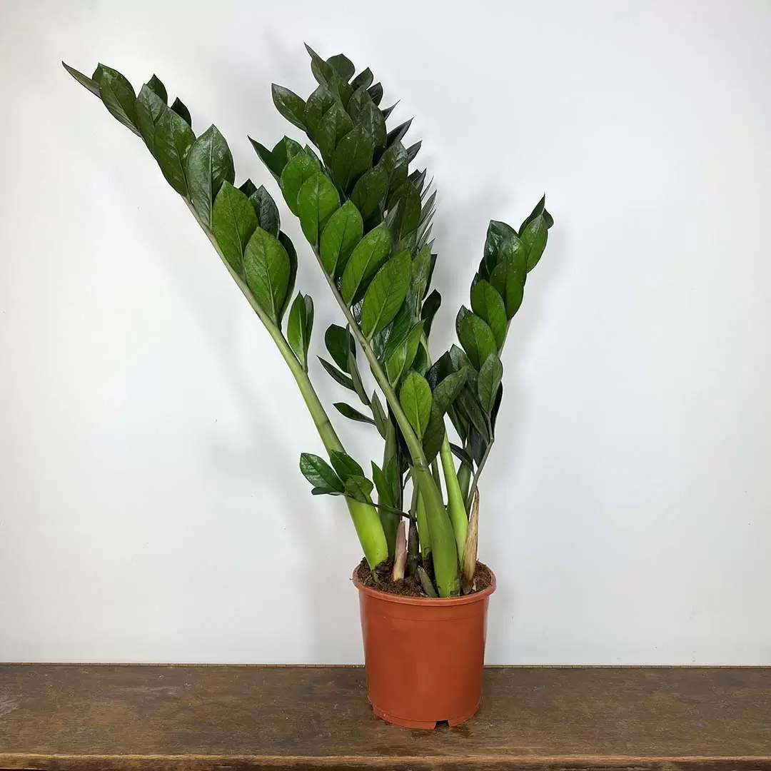 Zamioculcas zamifolia 'Super Nova' (Pot Size 17cm) ZZ Plant - The Boma ...
