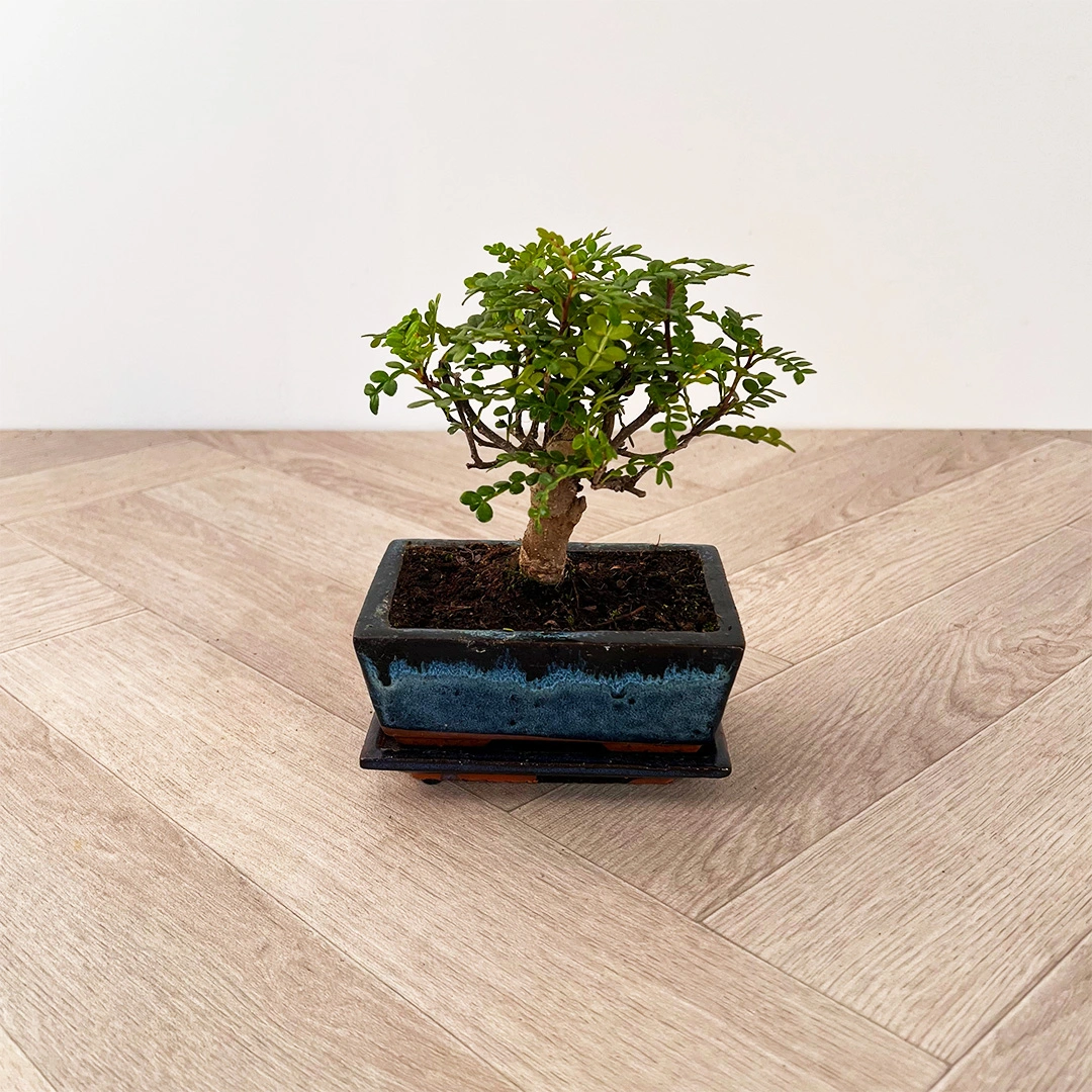Zanthoxylum Piperitum - Japanese Pepper Bonsai (15cm) Bonsai Tree - The ...